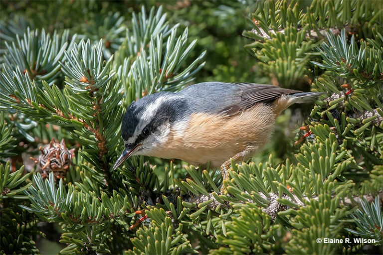 Brown Creeper - ID, Facts, Diet, Habit & More | Birdzilla