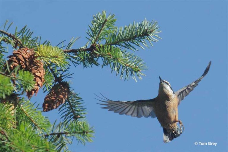 The Anatomy Of Bird Lungs – How They Aid Them In Flight