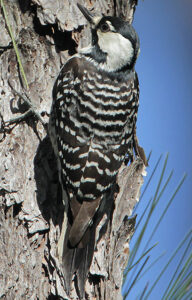 Red-cockaded Woodpecker Identification & Facts
