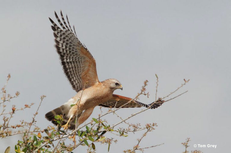 What Eats Hawks? A Closer Look At Their Predators