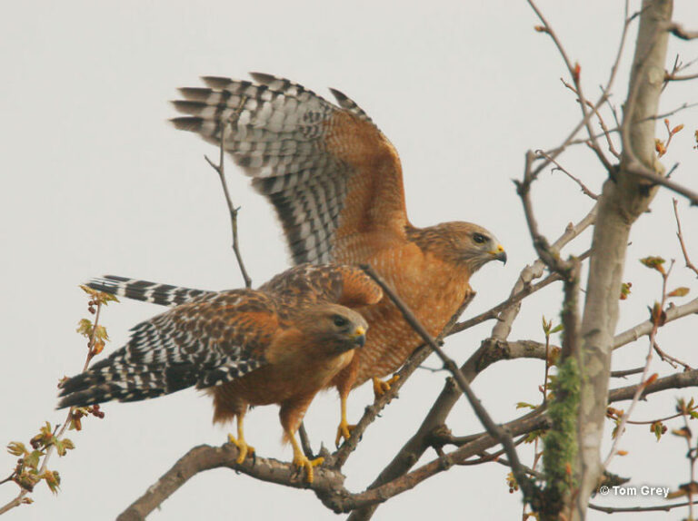 12 Hawk Species You Can See In Oklahoma [Field Guide]
