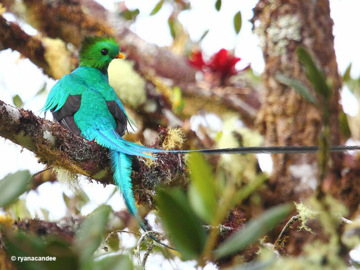 15 Types of Green Birds – Colorful & Flamboyant Species