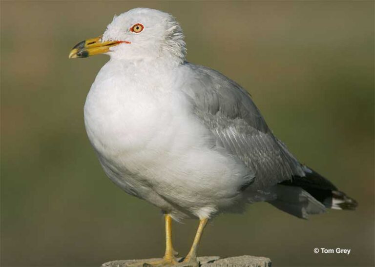 Ring-Billed Gull Identification | Birdzilla - Enjoyin' Birds