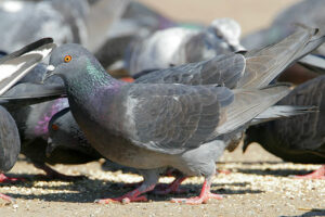 Why Do Pigeons Coo? Attracting A Mate & Other Reasons