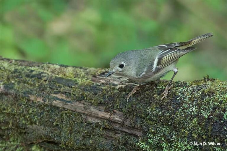 Ruby-crowned Kinglet - ID, Facts, Habits & More | Birdzilla