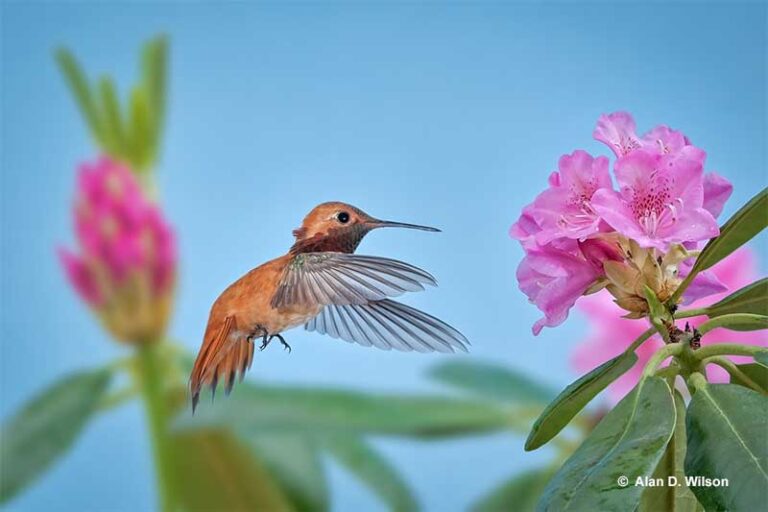 Rufous Hummingbird - ID, Facts, Diet, Habit & More | Birdzilla