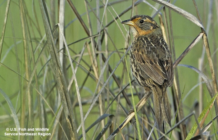 36 Types Of Sparrows In The U.S. – Your Complete ID Guide