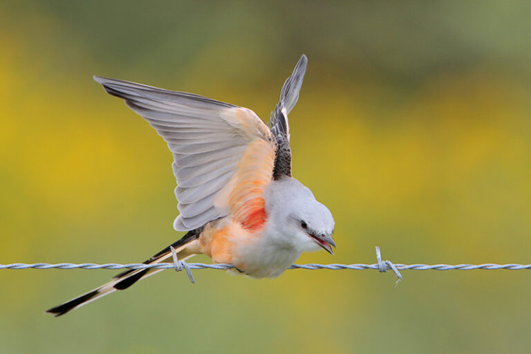 Oklahome State Bird - Scissor-tailed Flycatcher (All We Know)