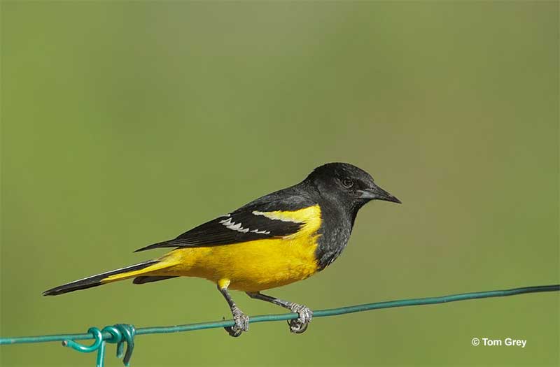 Scott's Oriole - ID, Facts, Diet, Habits & More | Birdzilla