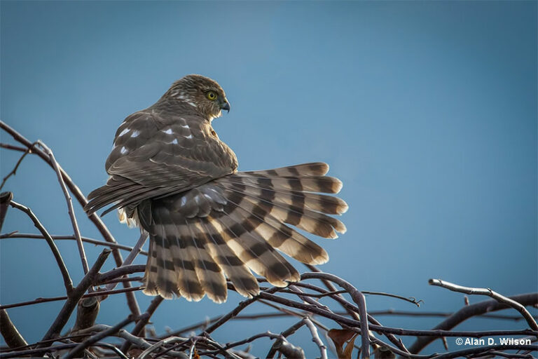 Sharp-shinned Hawk - ID, Facts, Habits & More | Birdzilla