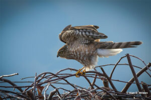 Sharp-shinned Hawk - ID, Facts, Habits & More | Birdzilla