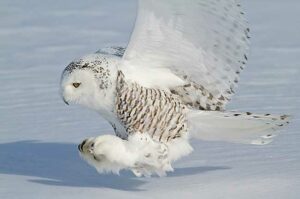 Snowy Owl - ID, Facts, Diet, Habit & More | Birdzilla