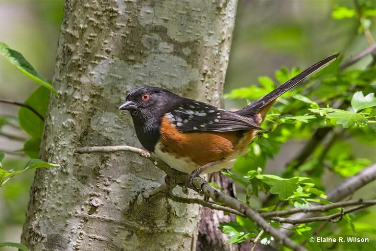 Spotted Towhee (Identification, Facts, Diet, Habit & More)