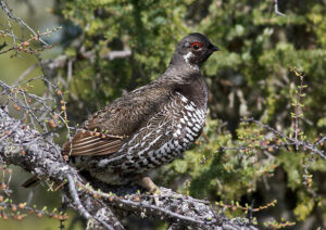 Dusky Grouse (formerly known as Blue Grouse)