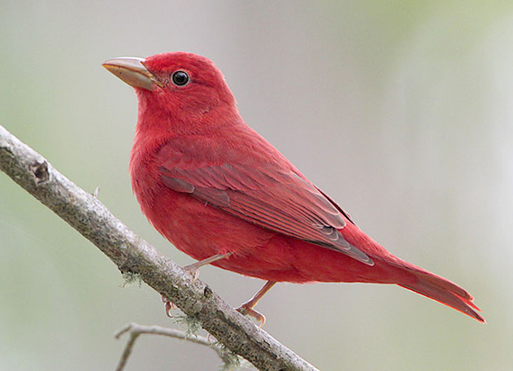 20 Types Of Red Birds With Pictures Facts 20 Types Of Red Birds With Pictures Facts