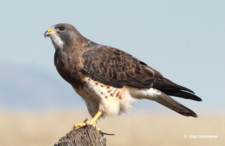 Hawk Symbolism & Meaning - Everything You Need To Know