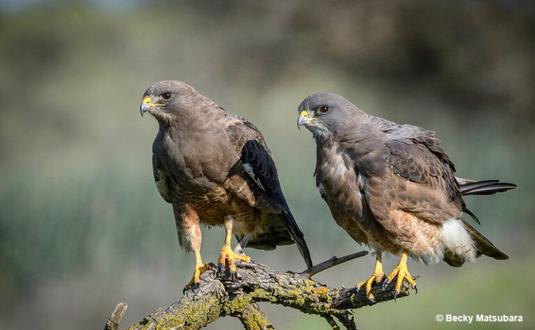 What Eats Hawks? A Closer Look At Their Predators