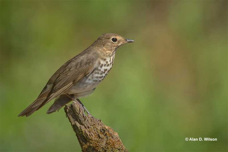 Swainson's Thrush - ID, Facts, Diet, Habit & More | Birdzilla