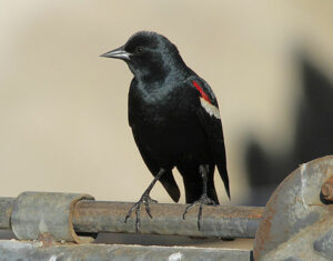 10 Most Vibrant Red And Black Birds