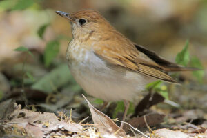 Veery - ID, Facts, Diet, Habit & More | Birdzilla