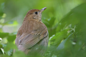 Veery - ID, Facts, Diet, Habit & More | Birdzilla