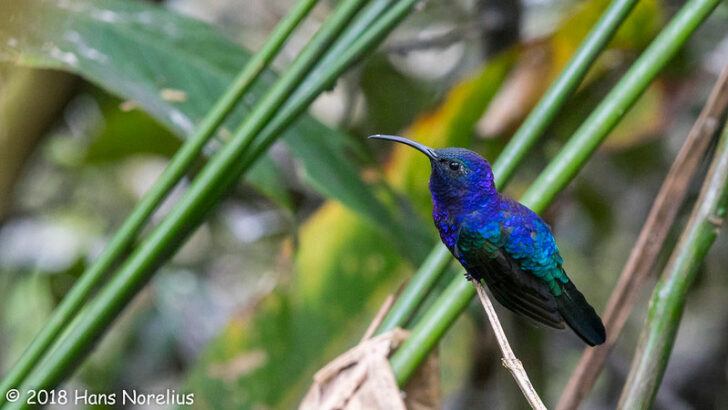 11 Most Vibrant & Beautiful Purple Birds (In The World)