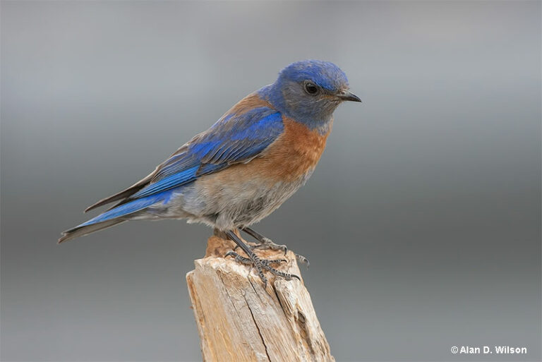 Western Bluebird - ID, Facts, Diet, Habit & More | Birdzilla