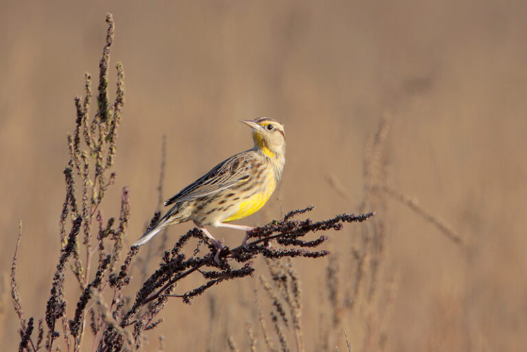What is Kansas Bird? It's the State Bird - Western Meadowlark