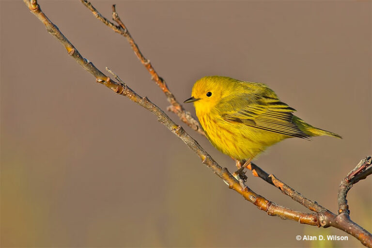 Yellow Warbler - ID, Facts, Diet, Habit & More | Birdzilla
