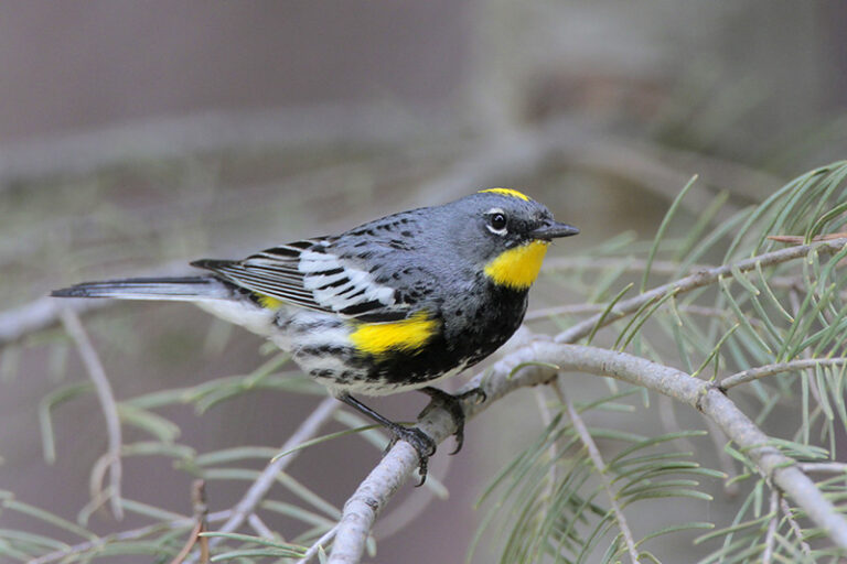 Identifying Small Birds | 5" - 9" in Size (15+ Different Groups)