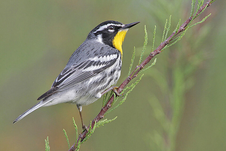 Yellow-throated Warbler Identification Guide | Birdzilla