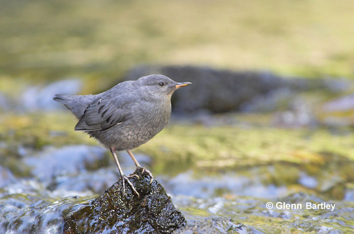 American Dipper - ID, Facts, Diet, Habit & More | Birdzilla