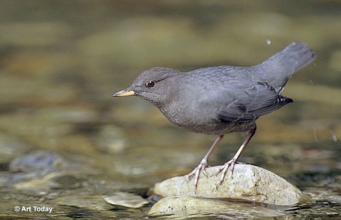 American Dipper - ID, Facts, Diet, Habit & More | Birdzilla