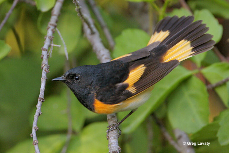 15 Black And Orange Birds To Cheer Up Your Day