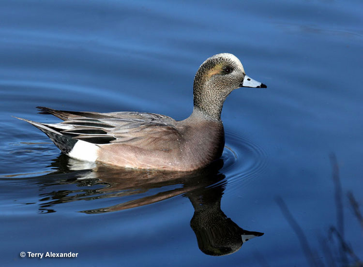 American Wigeon (Male and Female Identification) + Photos