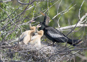 Anhinga - ID, Facts, Diet, Habit & More | Birdzilla
