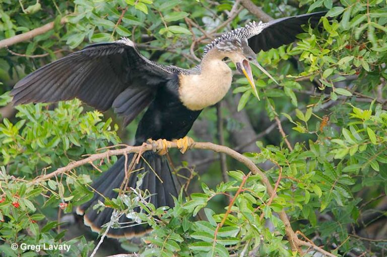 Anhinga - ID, Facts, Diet, Habit & More | Birdzilla