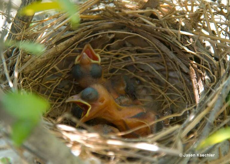 Baby Birds – Know The Life-Cycle From Hatching to Independence