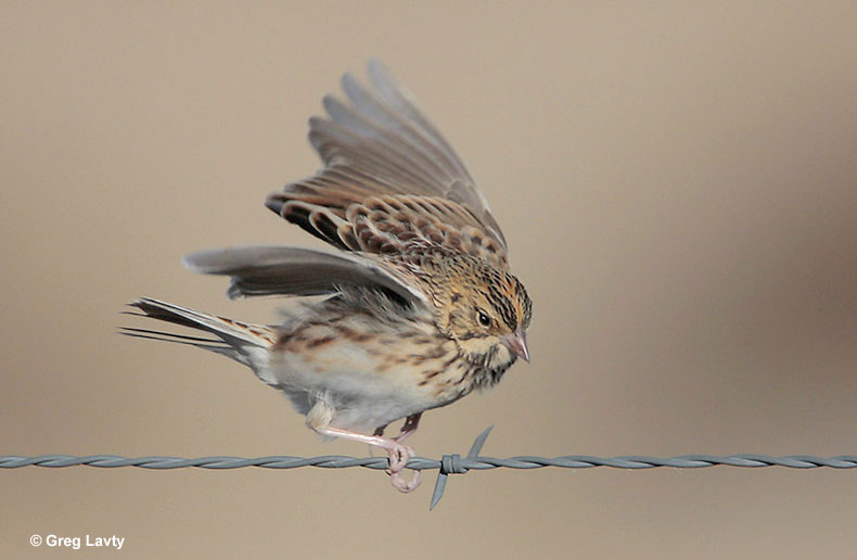 36 Types Of Sparrows In The U.S. – Your Complete ID Guide