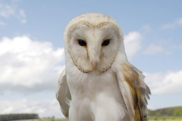 Barn Owl - ID, Facts, Diet, Habit & More | Birdzilla