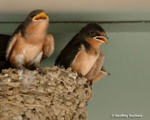 Barn Swallow - ID, Facts, Diet, Habit & More | Birdzilla