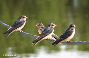 Barn Swallow - ID, Facts, Diet, Habit & More | Birdzilla