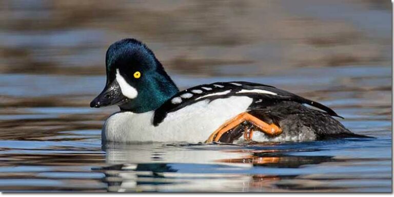 Common Goldeneye - ID, Facts, Diet, Habit & More | Birdzilla