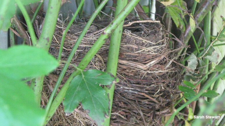 Different Bird Nests How To Spot Them different-bird-nests-how-to-spot-them