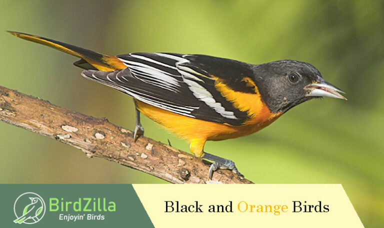 15 Black And Orange Birds To Cheer Up Your Day