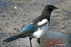 Black-billed Magpie - ID, Facts, Diet, Habit & More | Birdzilla