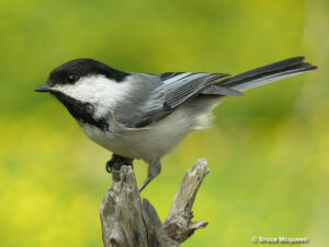 Black-capped Chickadee - ID, Facts, Diet, Habit & More | Birdzilla