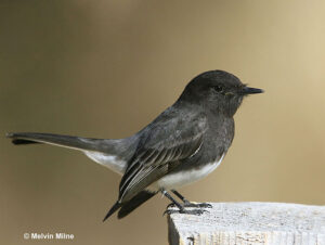 12 Types of Black Birds (With Photos and IDs)