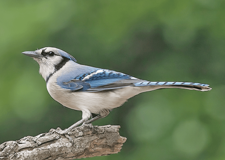 Birds of Nebraska – 25 Most Common Species You Can Spot