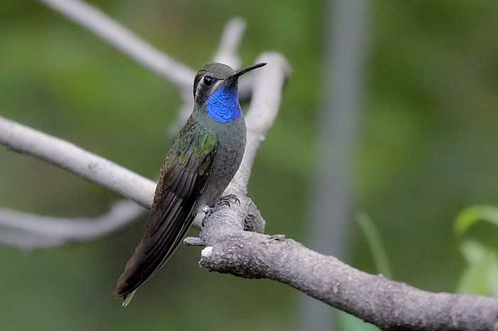 Broad-billed Hummingbird - ID, Facts & More | Birdzilla